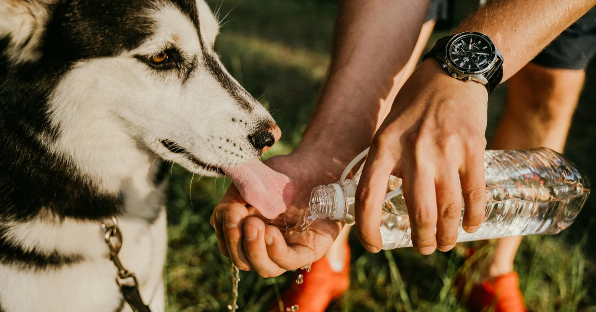 10 Vet-Approved Drinks That Keep Dogs Hydrated - Dog Breed Pro