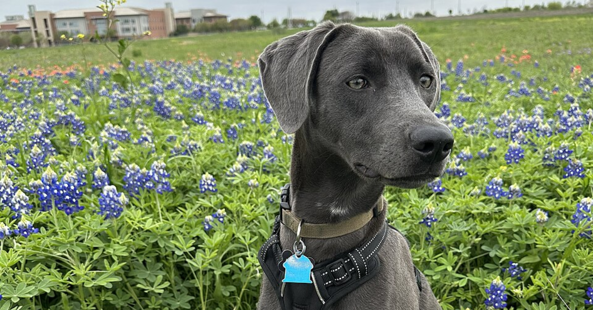 10 Things Every Dog Lover Should Know About Blue Lacy - Dog Breed Pro