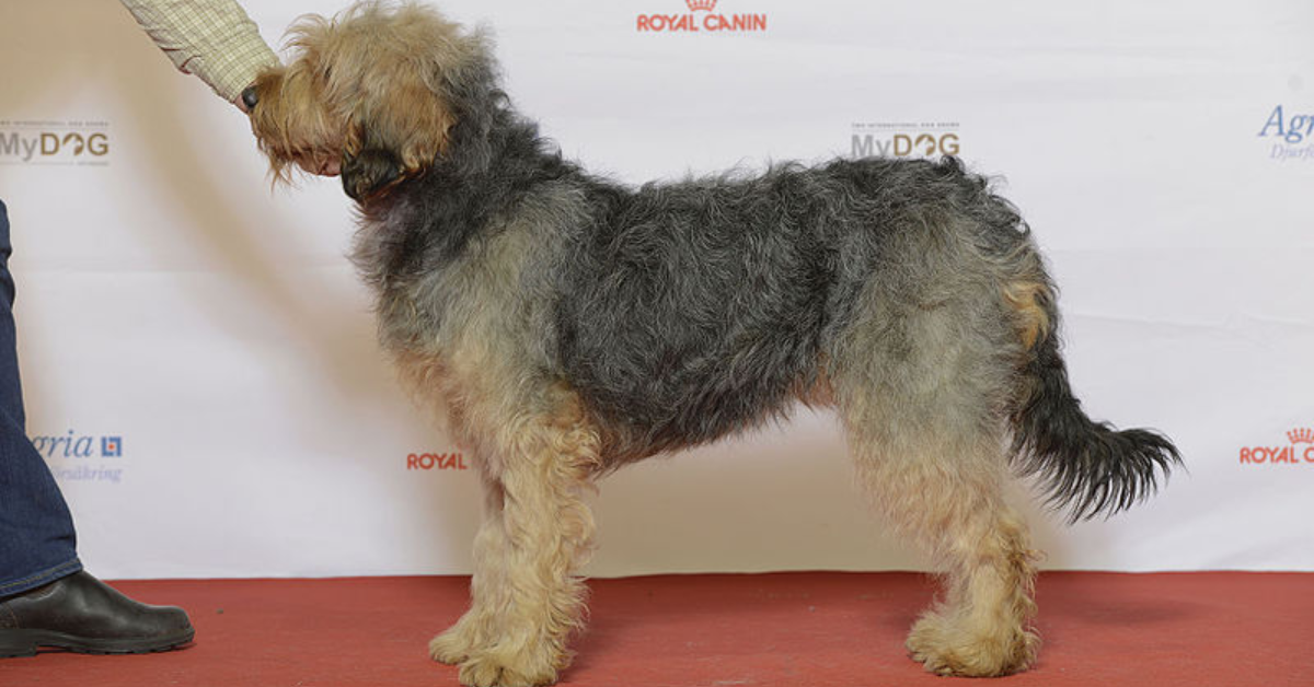 10 Things To Know About Bosnia’s Native Barak Hound - Dog Breed Pro