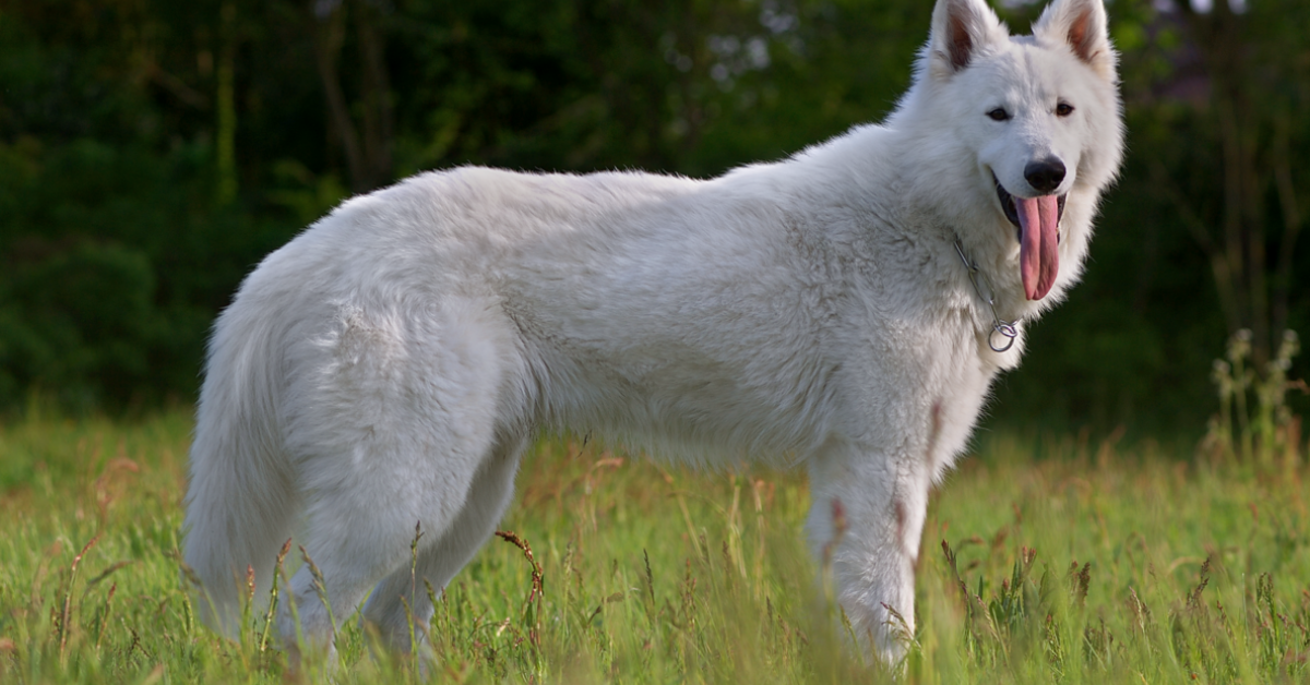 A Closer Look At The Berger Blanc Suisse: Traits, Temperament, And Care ...