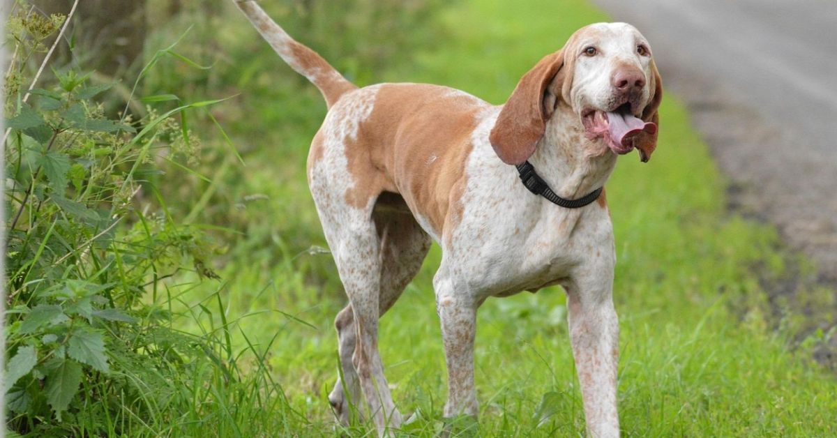 Discover Why The Bracco Italiano Is Winning Over Dog Lovers Everywhere ...