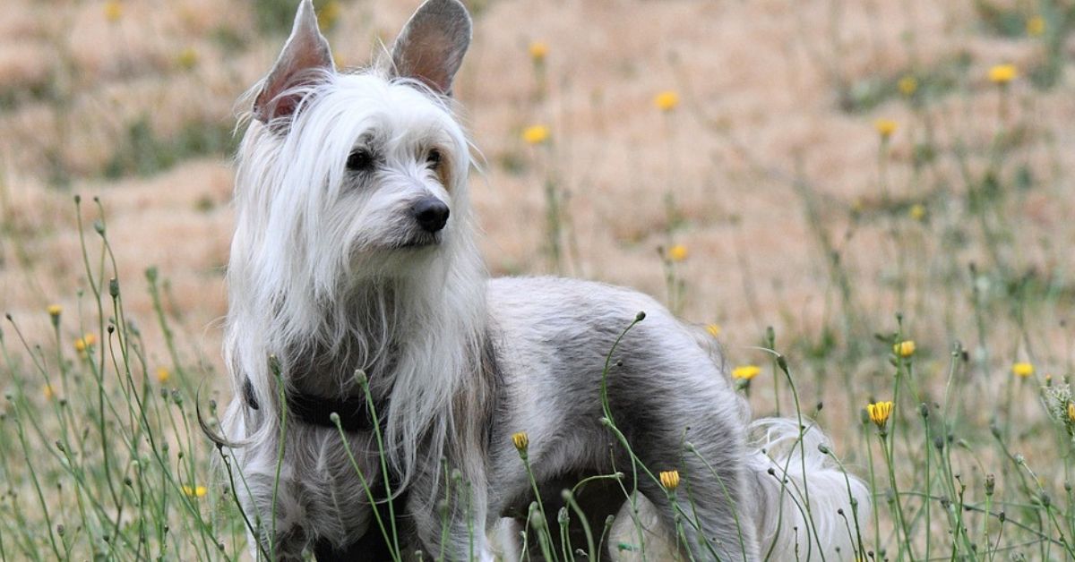 20 Quirky Details That Make Chinese Cresteds Stand Out - Dog Breed Pro