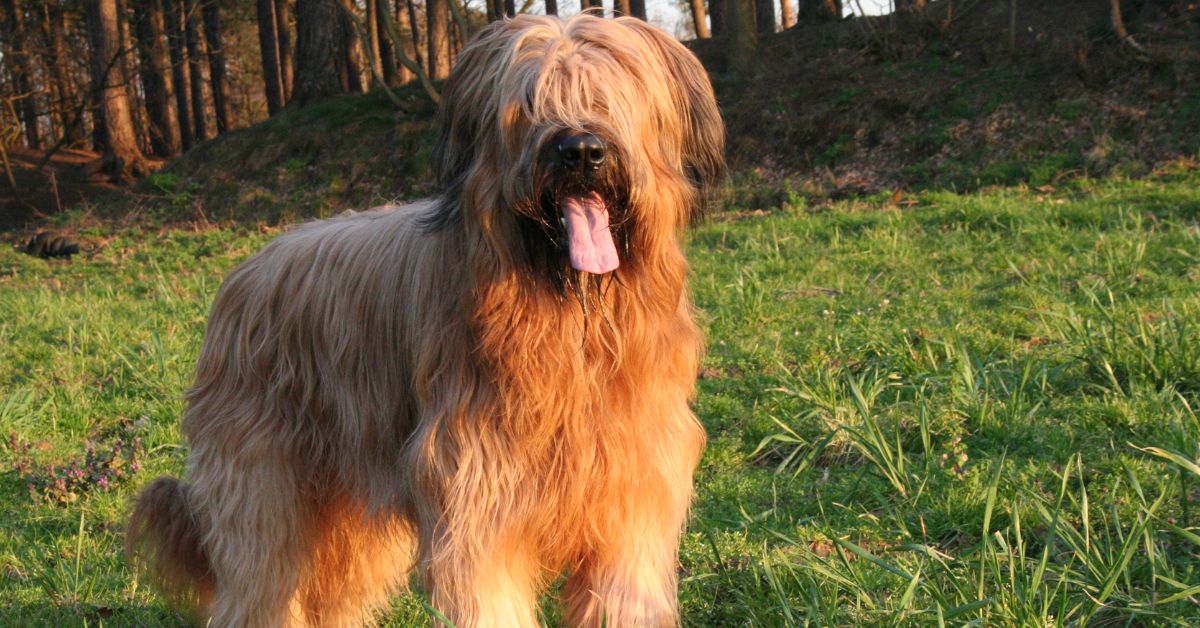 10 Traits That Define The Briard's Distinct Personality - Dog Breed Pro