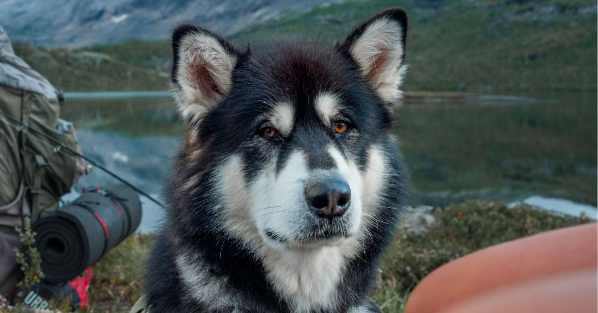 10 Husky Breeds With Deep Roots And Distinct Personalities - Dog Breed Pro