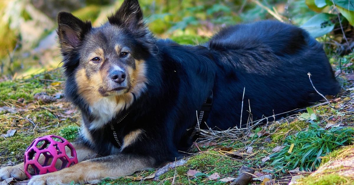 10 Standout Traits That Make The Finnish Lapphund A Remarkable Breed ...