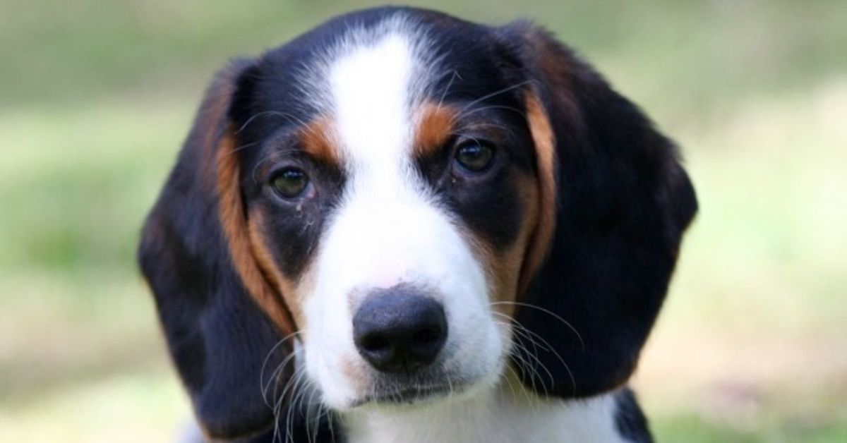 10 Things You Didn’t Know About Drevers - Dog Breed Pro
