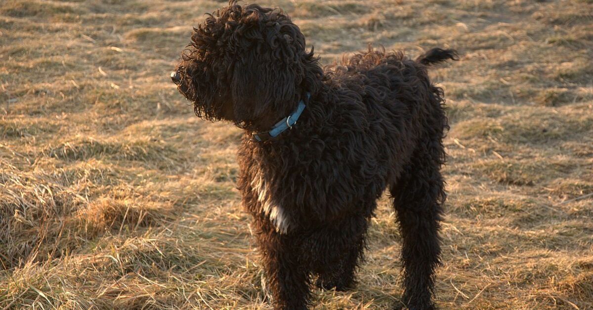 Meet The Barbet: The Rare French Breed That Came Before The Poodle ...