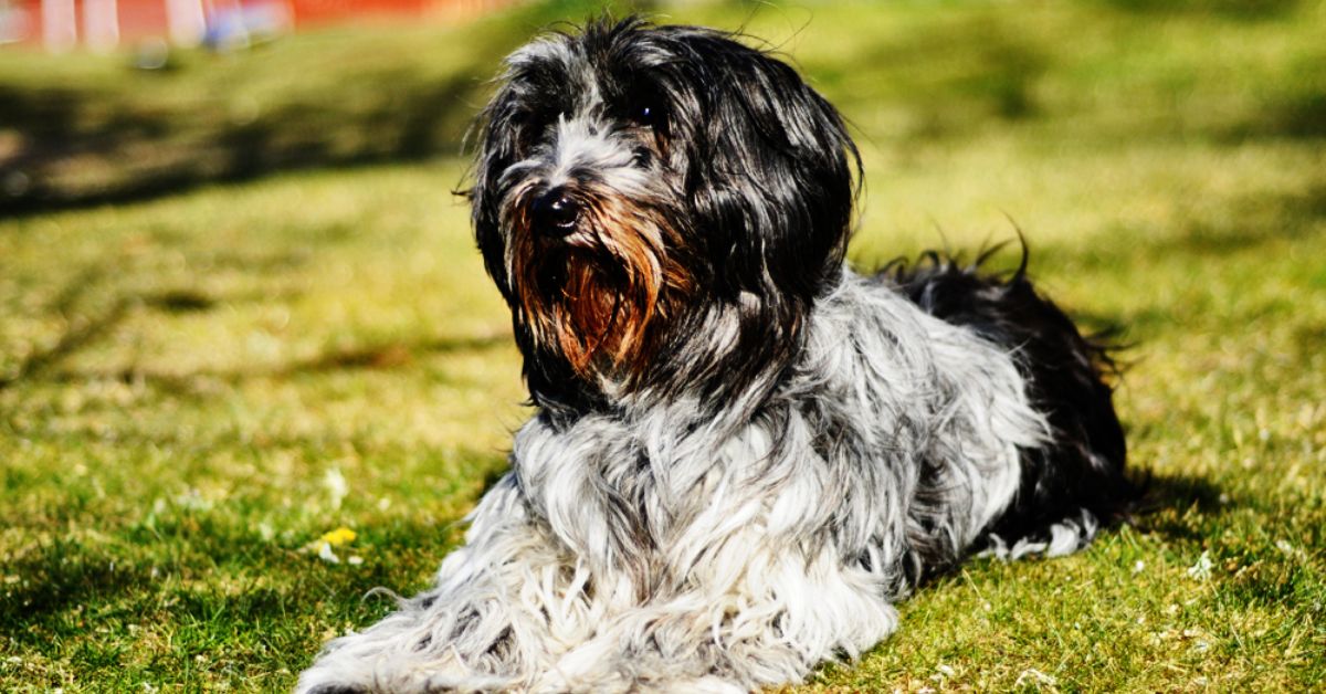10 Things To Know About The Dutch Dog You’ve Probably Never Met - Dog ...