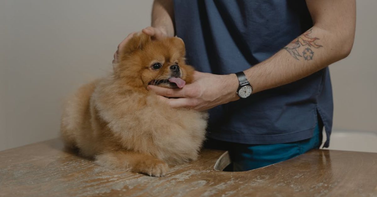 The Best Tips for Keeping Canine Teeth In Good Shape - Dog Breed Pro