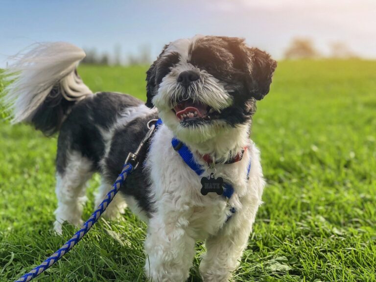 15 Interesting Facts About Shih Tzus - Dog Breed Pro