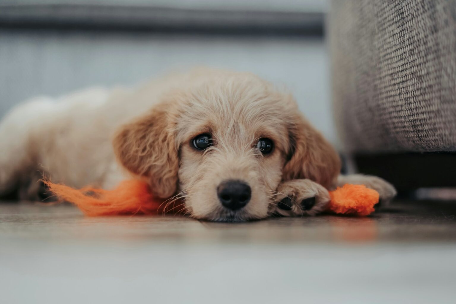 30 Commands Every Dog Should Know - Dog Breed Pro