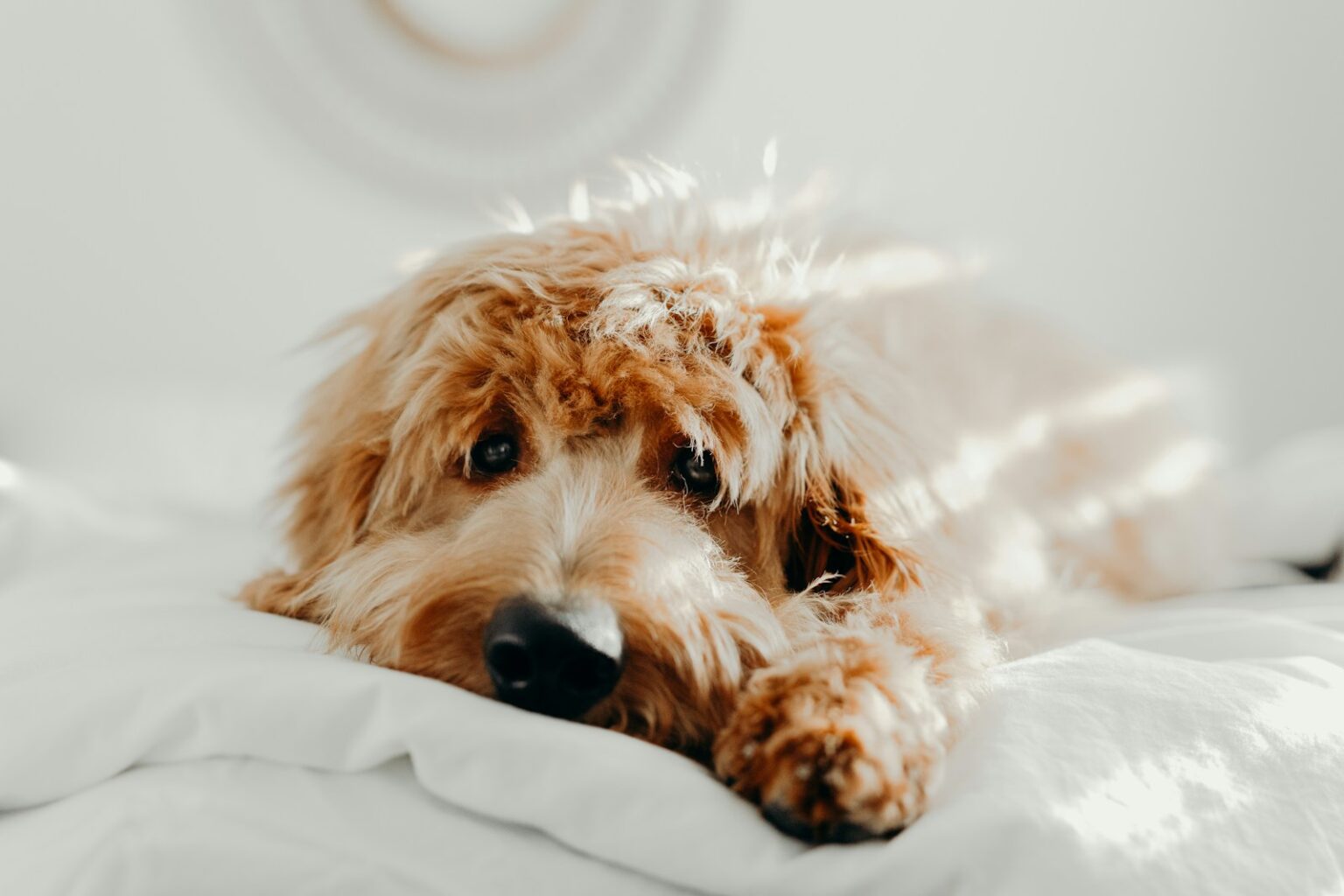 30 Commands Every Dog Should Know - Dog Breed Pro