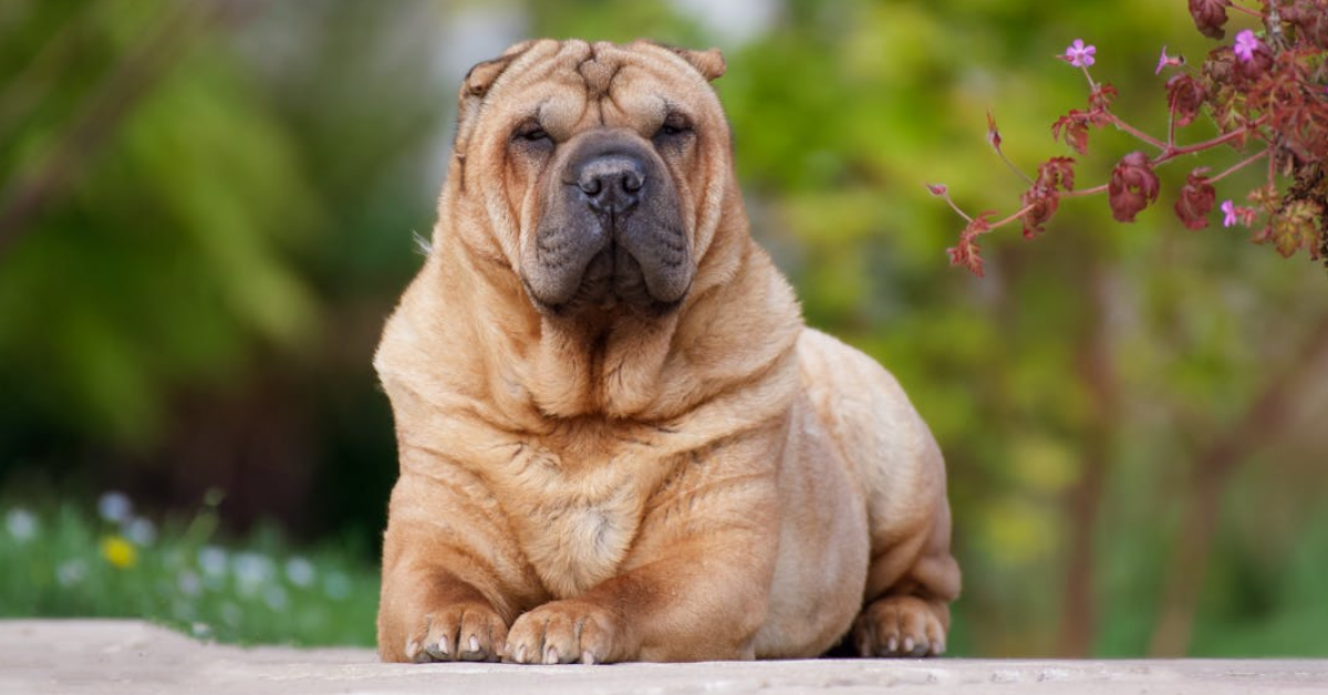 10 Essential Tips For Raising A Healthy Shar Pei - Dog Breed Pro