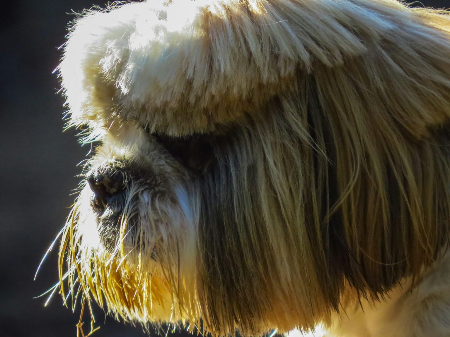 15 Interesting Facts About Shih Tzus - Dog Breed Pro