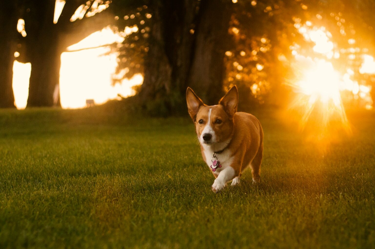 30 Commands Every Dog Should Know - Dog Breed Pro