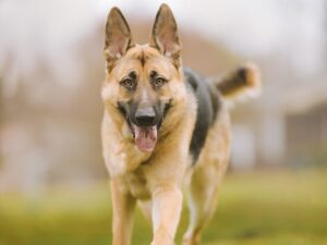 15 Common Dog Behavior Problems and How to Fix Them - Dog Breed Pro