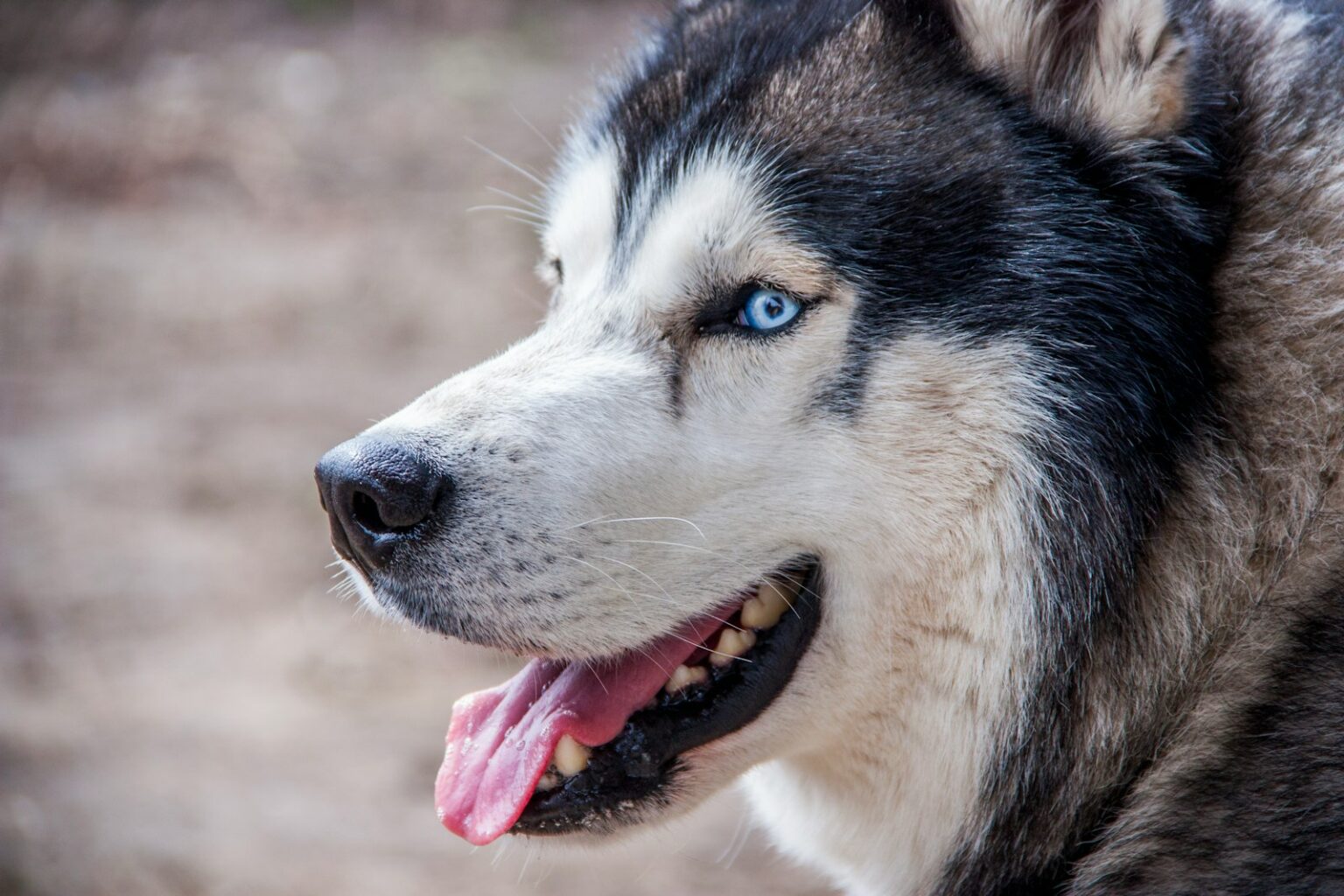 The 15 Most Demanding Dog Breeds - Dog Breed Pro