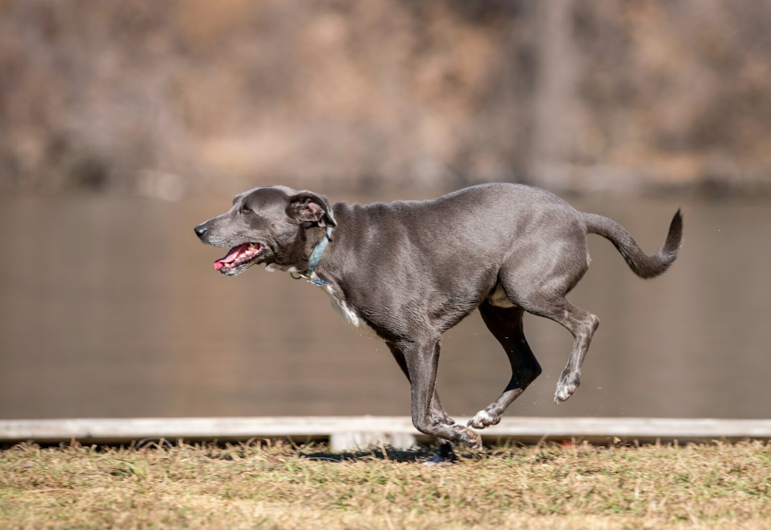 15 Common Dog Behavior Problems and How to Fix Them - Dog Breed Pro