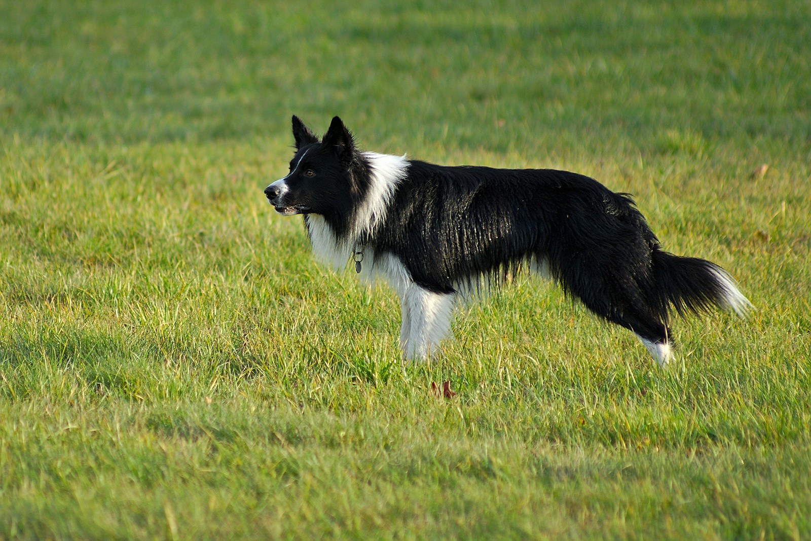 15 Surprising Facts About the Border Collie - Dog Breed Pro