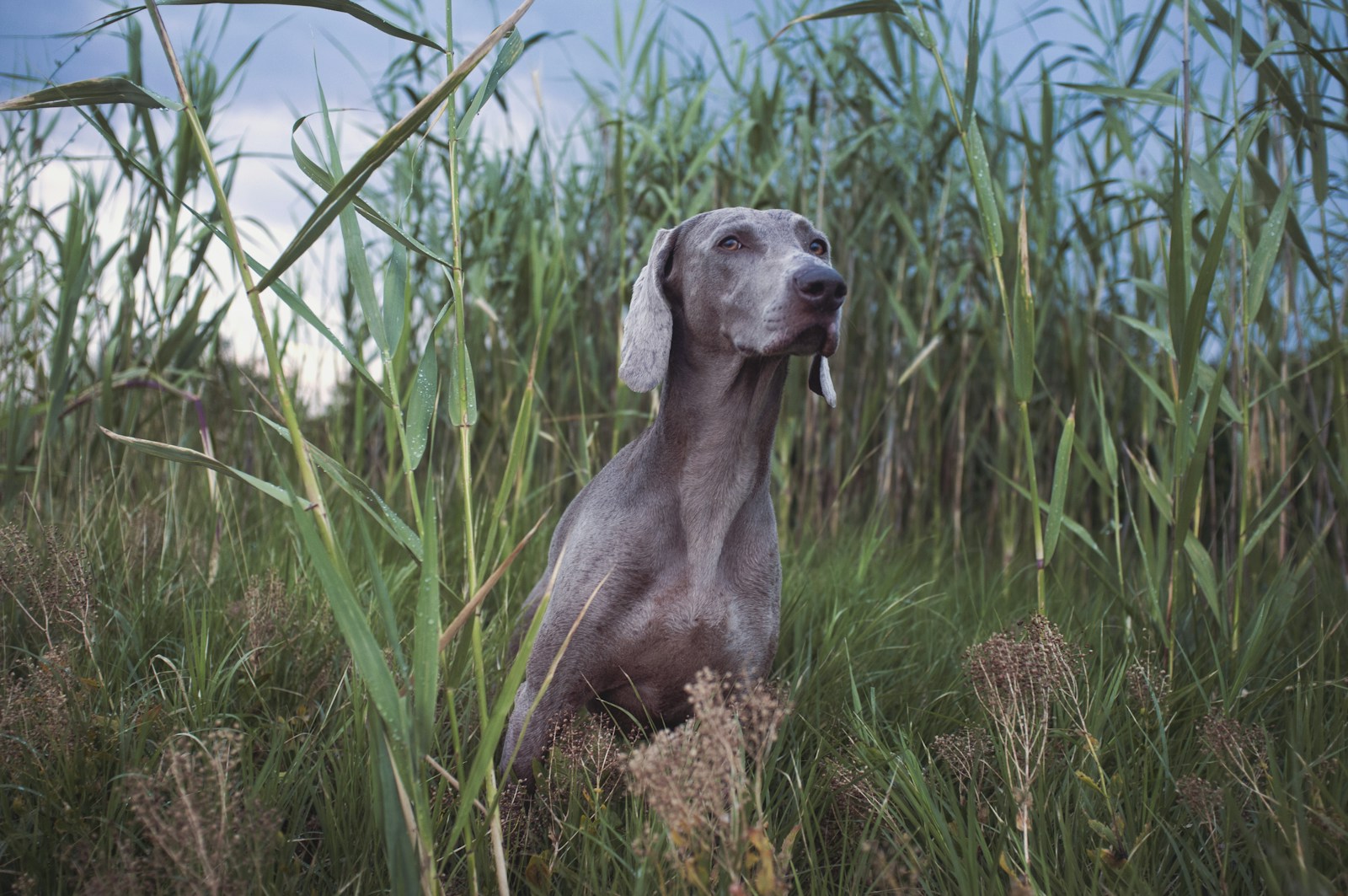 30 Dog Breeds That Are Prone to Serious Health Issues - Dog Breed Pro