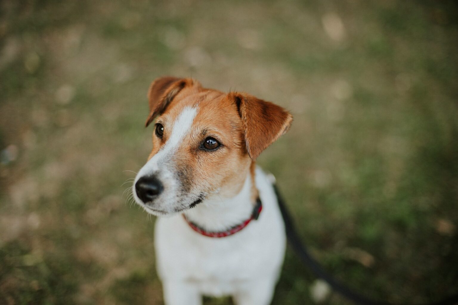 The 15 Most Demanding Dog Breeds - Dog Breed Pro