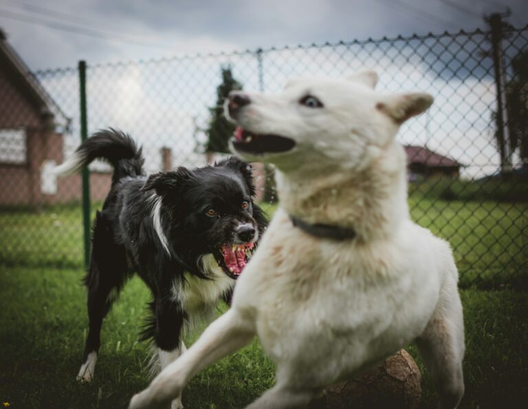 15 Common Dog Behavior Problems and How to Fix Them - Dog Breed Pro