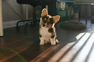 30 Commands Every Dog Should Know - Dog Breed Pro
