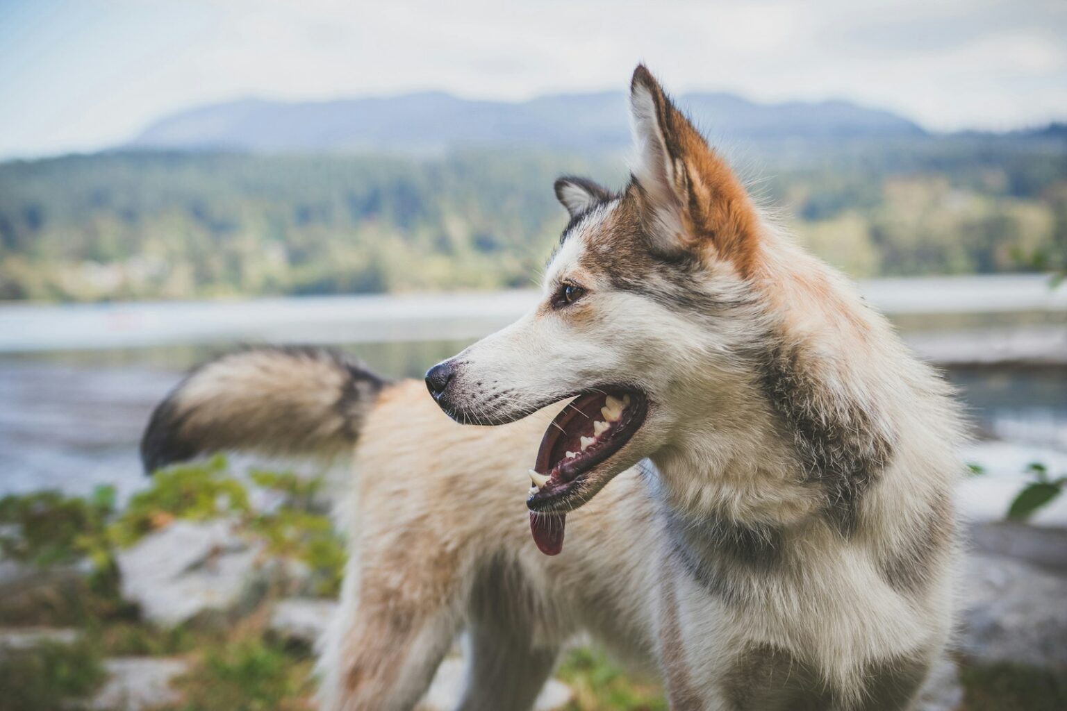 15 Common Dog Behavior Problems and How to Fix Them - Dog Breed Pro