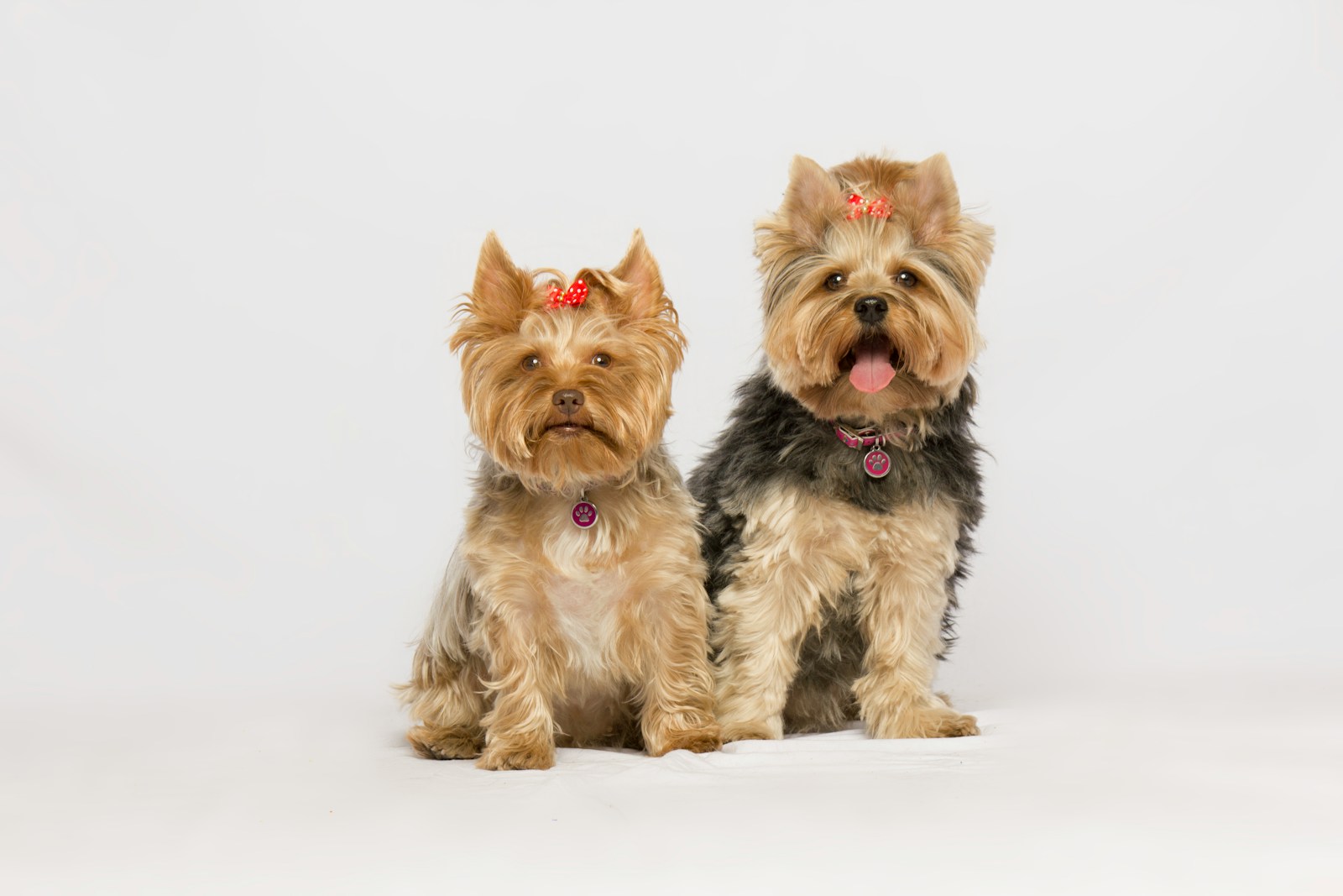 30 Commands Every Dog Should Know - Dog Breed Pro