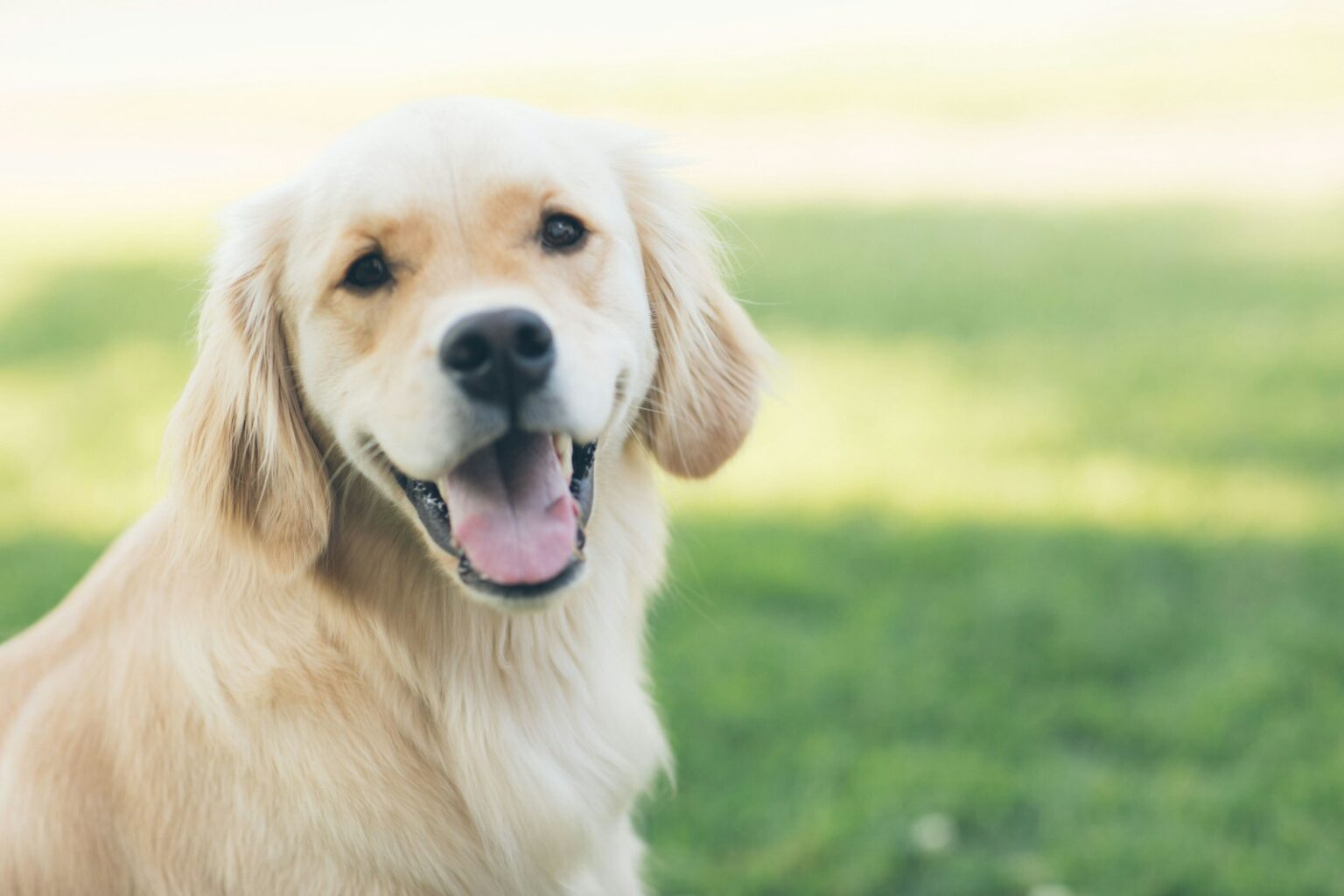 30 Commands Every Dog Should Know - Dog Breed Pro