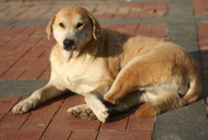 10 Wild And Wonderful Things To Know About The Turkish Kangal - Dog ...