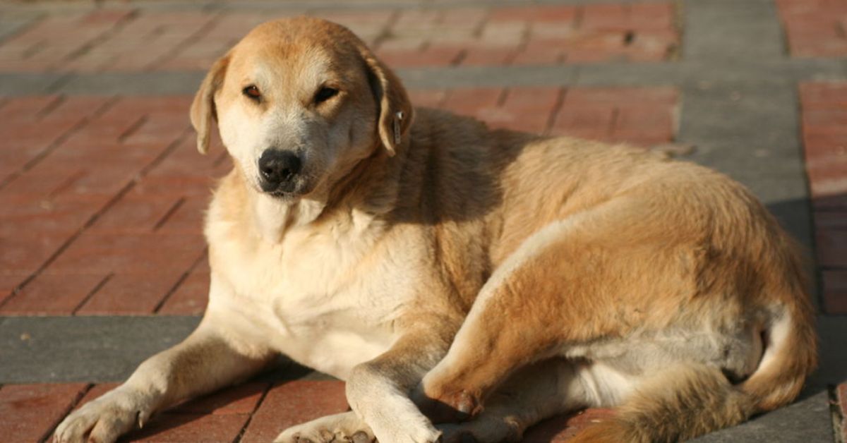 10 Wild And Wonderful Things To Know About The Turkish Kangal - Dog ...