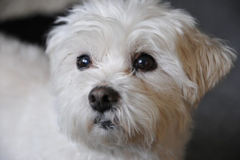 30 Best Beginner-Friendly Dog Breeds - Dog Breed Pro