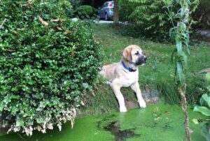 10 Wild And Wonderful Things To Know About The Turkish Kangal - Dog ...