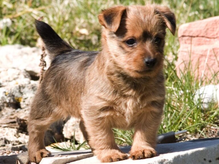 30 Best Beginner-Friendly Dog Breeds - Dog Breed Pro