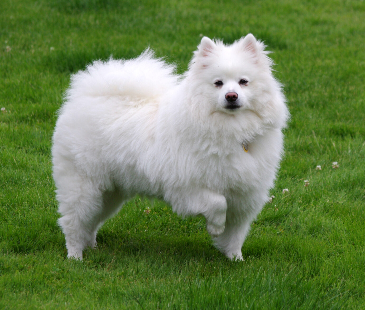 30 Best Beginner-Friendly Dog Breeds - Dog Breed Pro