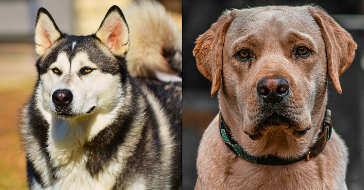 Meet 10 Alaskan Malamute Mixes Full Of Fluffy Charm - Dog Breed Pro