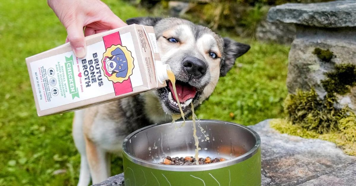 Give Your Dog’s Bowl A Boost With These 10 Toppers - Dog Breed Pro