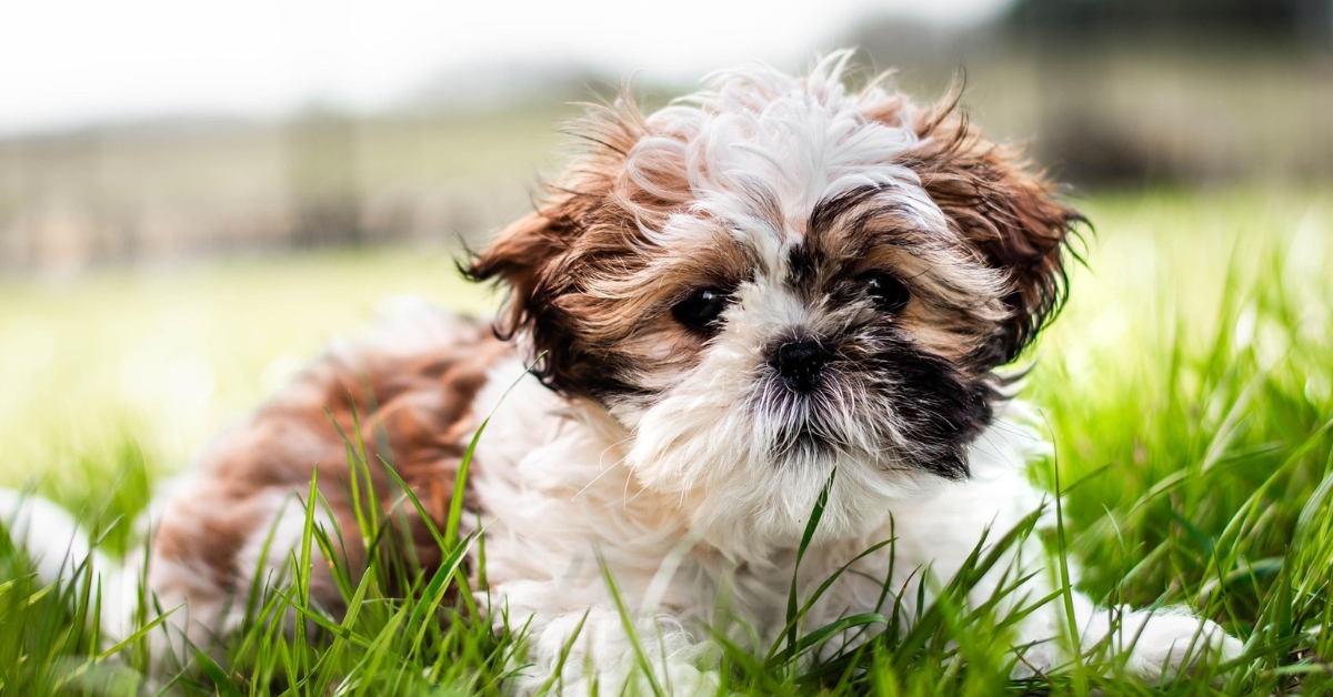 10 Dog Breeds That Are Slipping Down The Popularity Ladder In 2025 ...