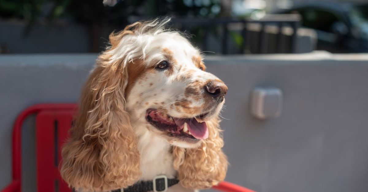 These 10 Breeds Prove That Dog Ears Come In Different Styles - Dog ...