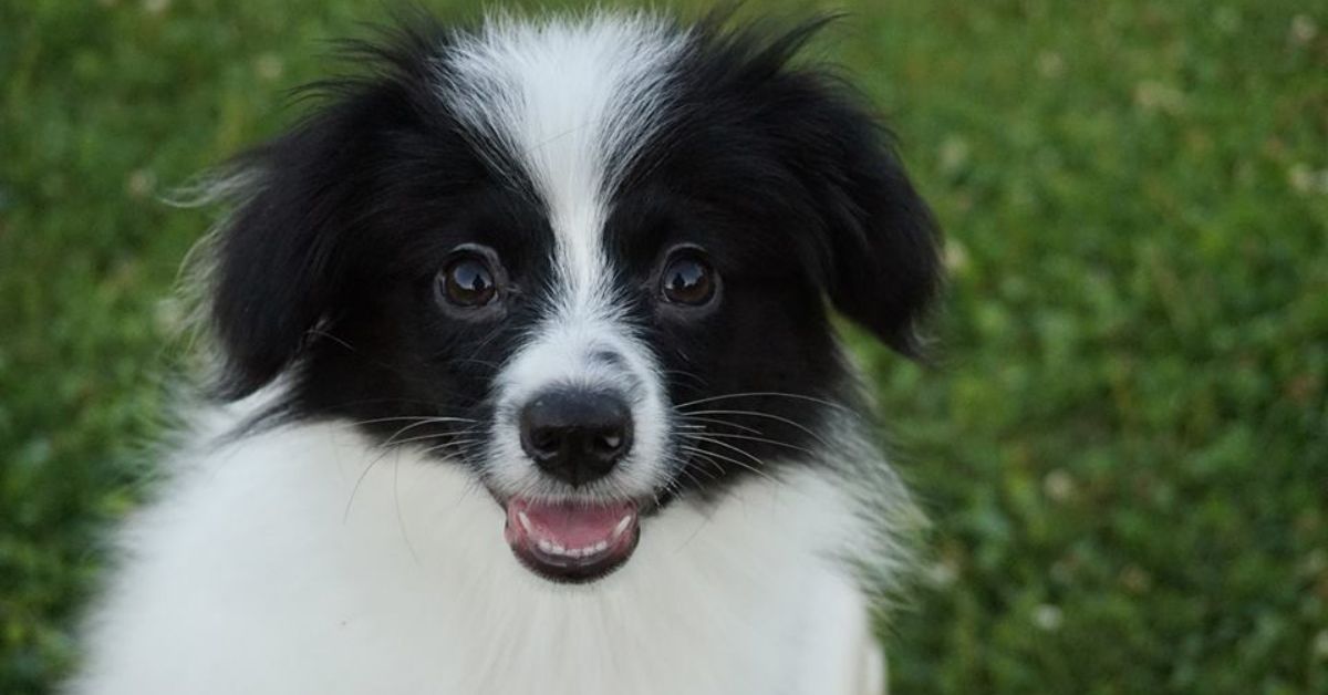 What Makes Phalene Dogs Different Than Every Other Toy Spaniel - Dog ...