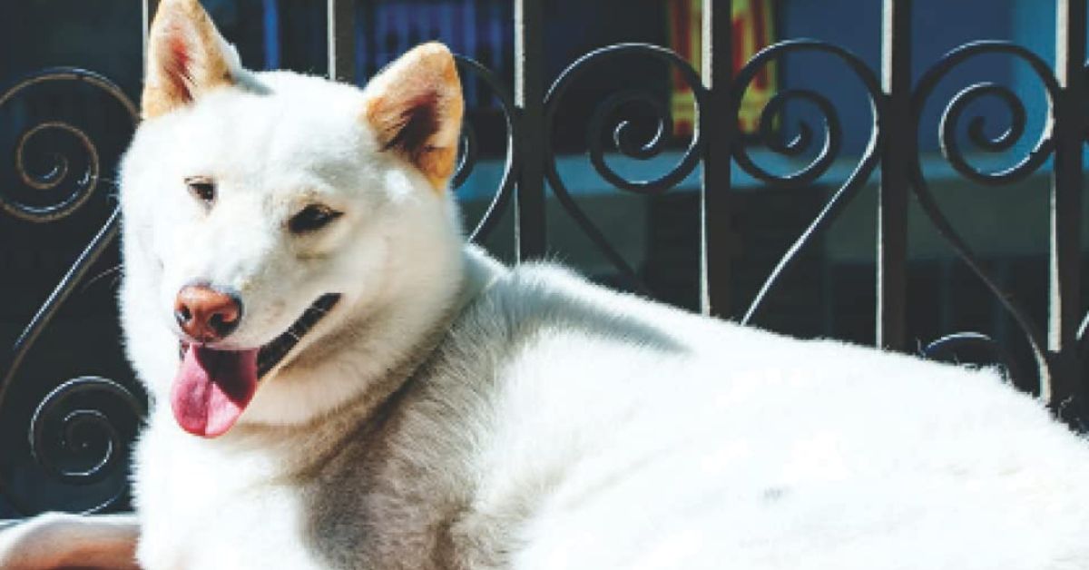 10 Things Every Shikoku Owner Should Know - Dog Breed Pro