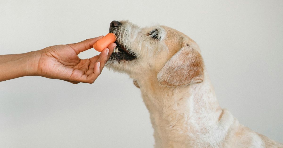10 Everyday Foods That Can Boost Your Dog’s Cancer Defenses - Dog Breed Pro