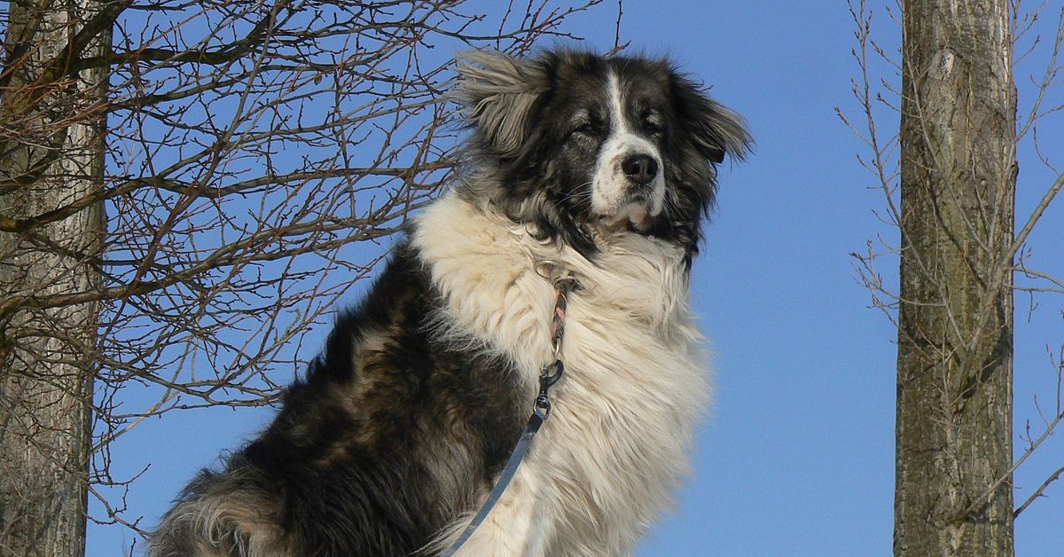 10 Essential Facts About The Fierce Caucasian Ovcharka - Dog Breed Pro