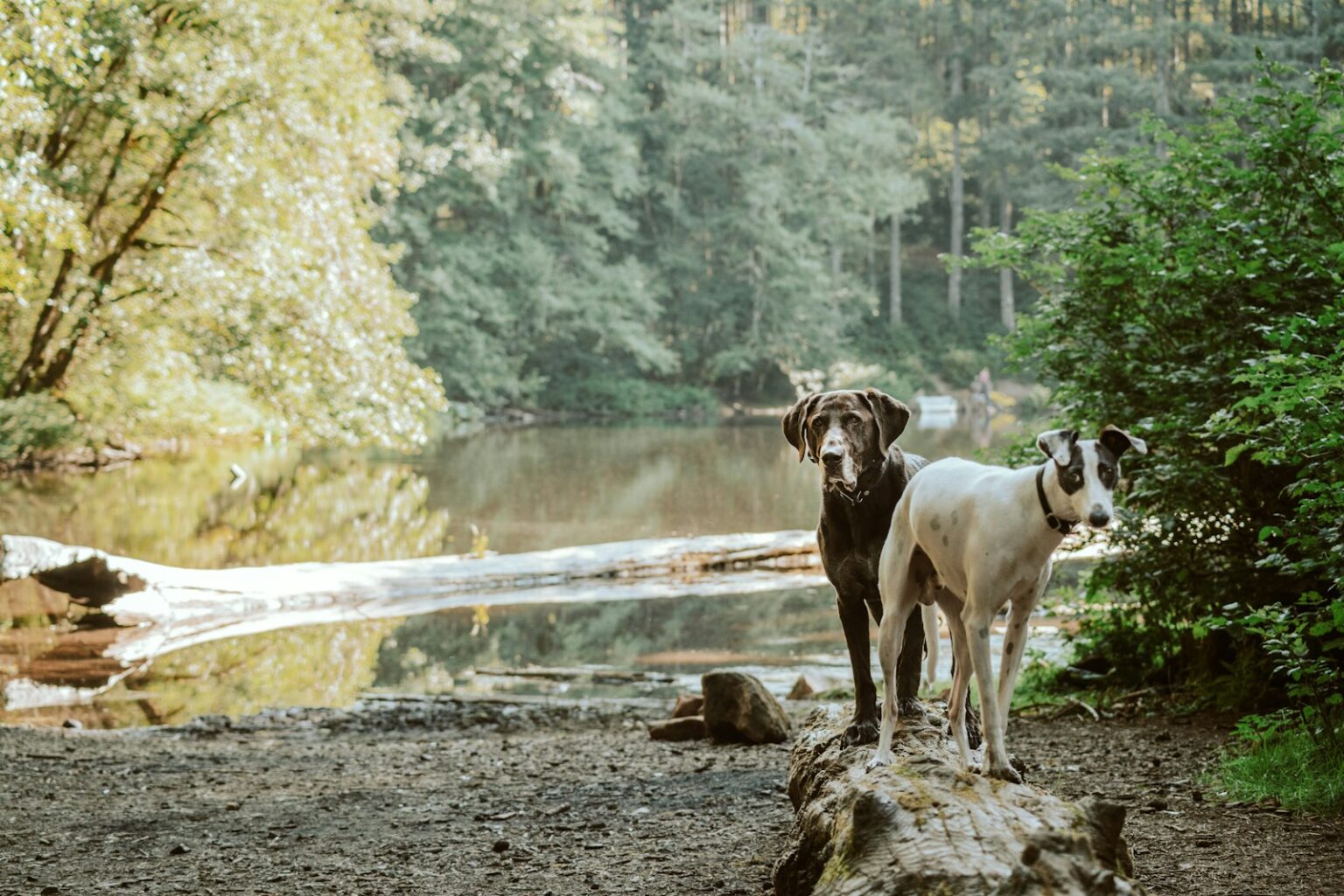 30 Fun Facts About Dogs You’ll Want to Tell Everyone - Dog Breed Pro