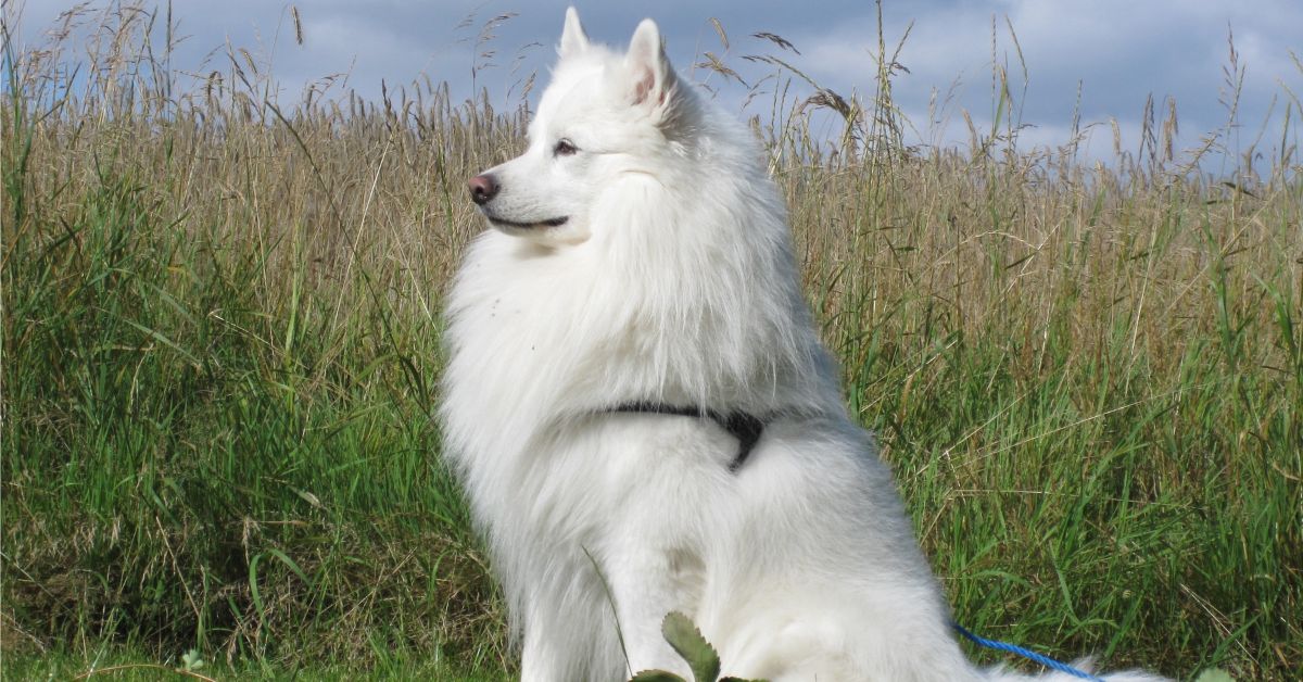 10 Hardy Nordic Dog Breeds With Incredible History - Dog Breed Pro