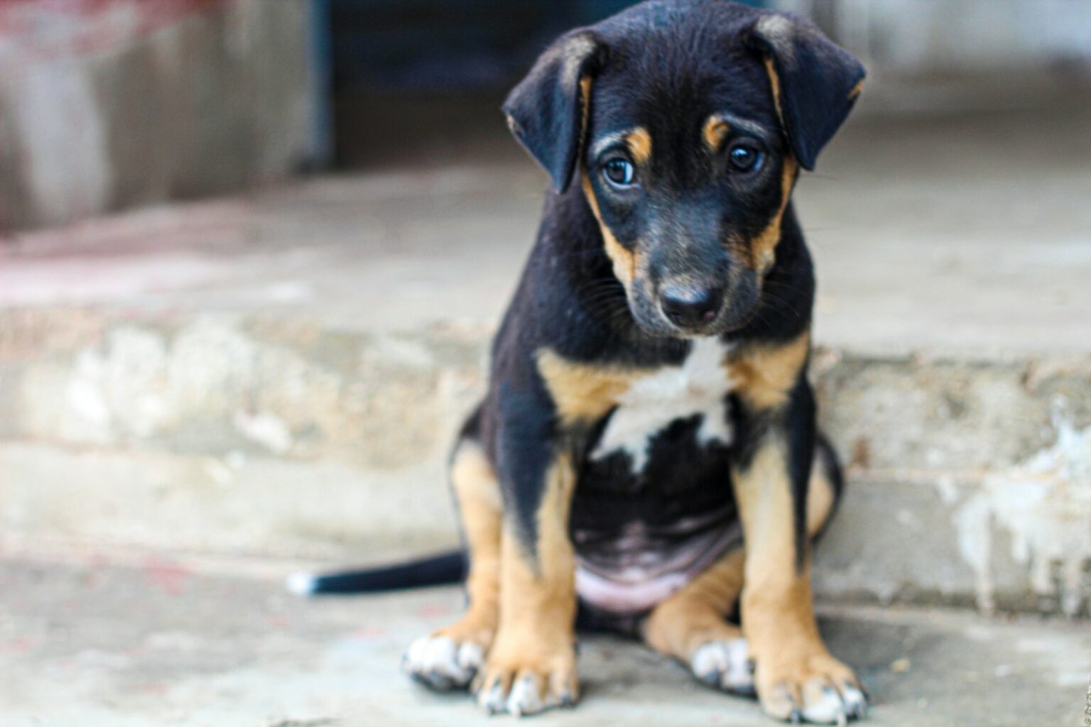 30 Signs Your Puppy Is Depressed - Dog Breed Pro