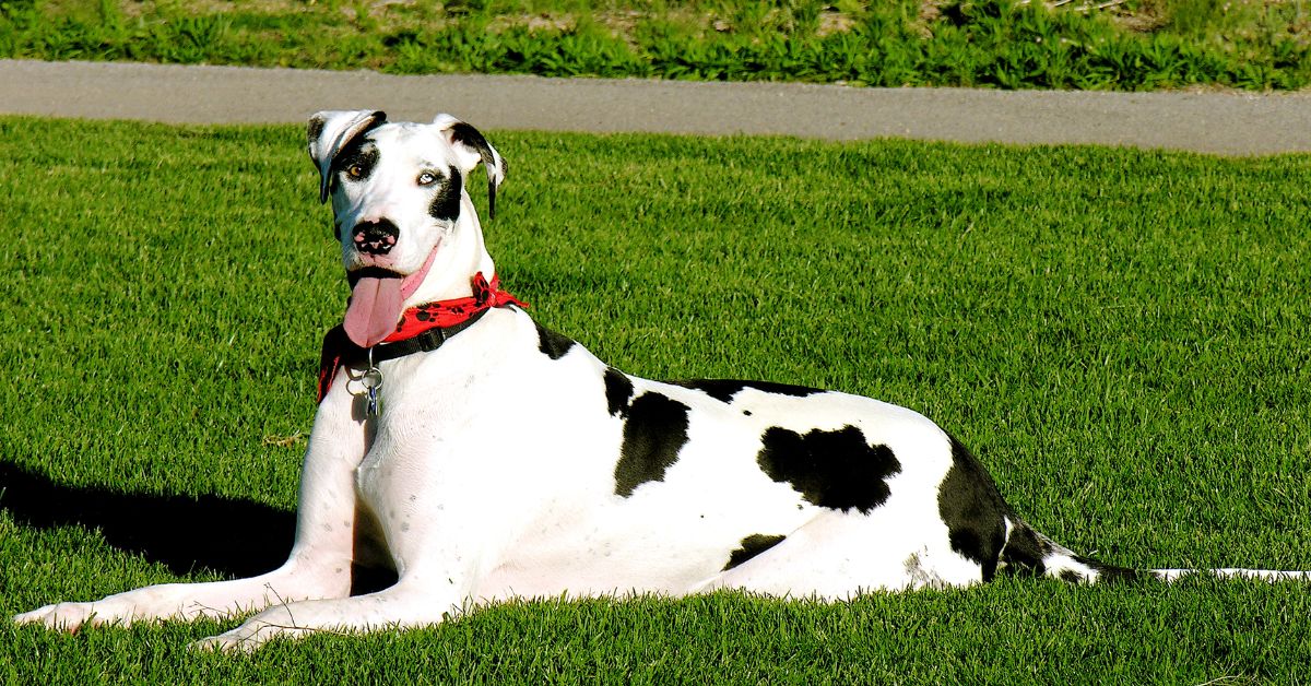 Dogs That Sport Distinct Coats And Turn Heads - Dog Breed Pro