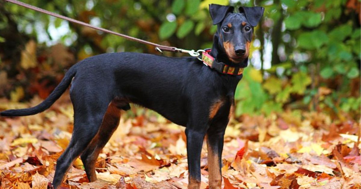 10 Reasons Why The Manchester Terrier Stands Out Among Dog Breeds - Dog ...
