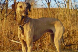 10 Desert Dog Breeds Built For Survival In The Harshest Conditions ...